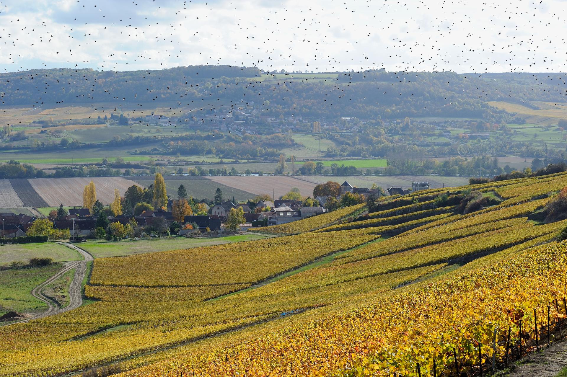 Accueil Champagne-Leclerc-Mondet
